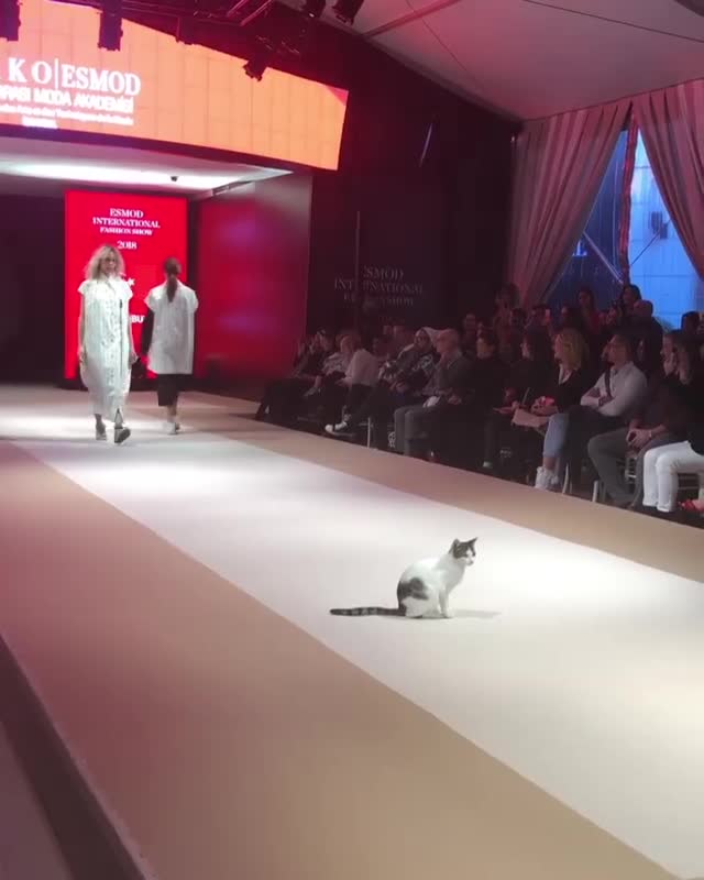 Actual Cat Walks Down Catwalk At Fashion Show