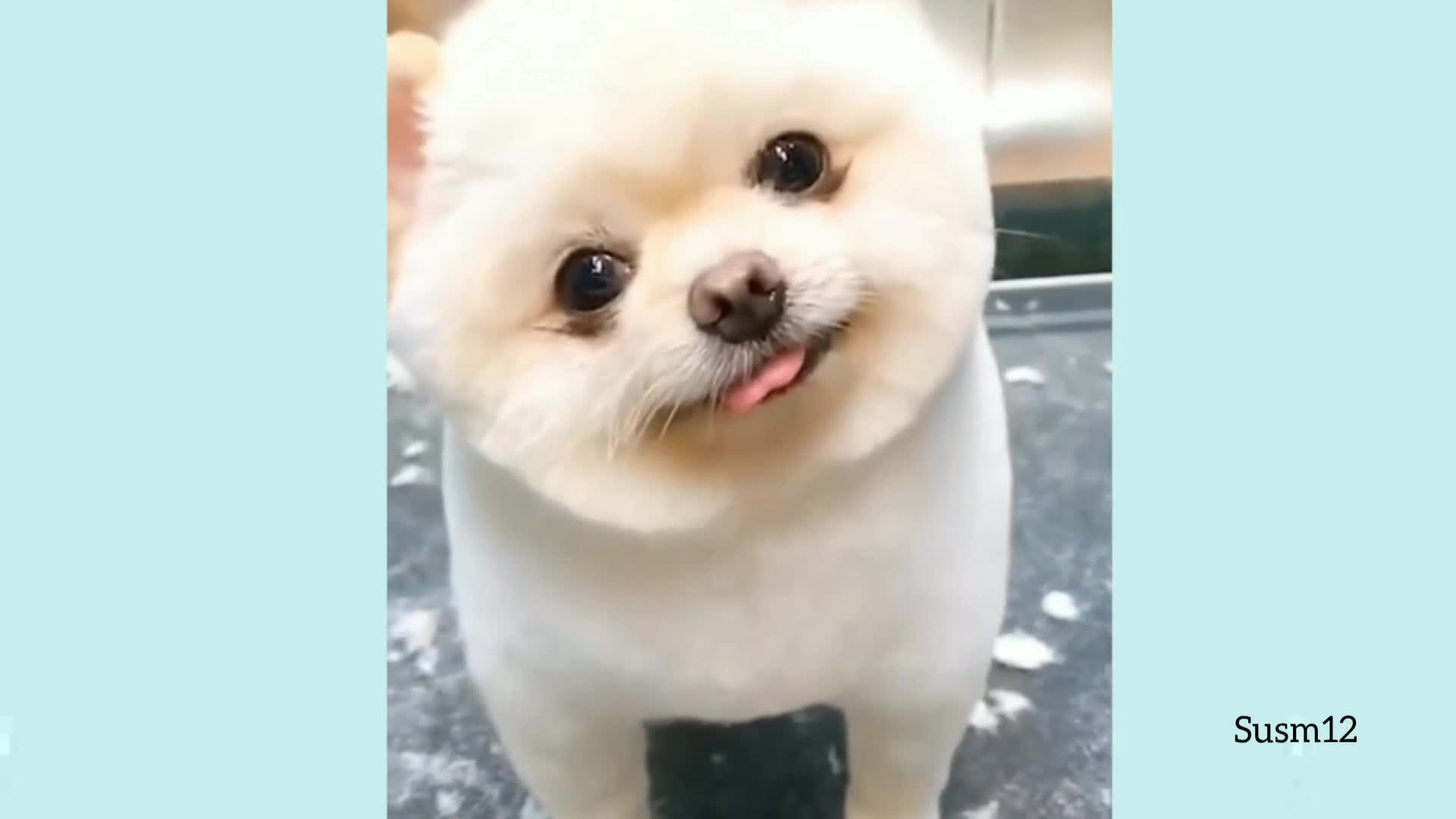 Super Funny Dog Video | Best Funny Dog Video | Funniest and Cutest Dog ...