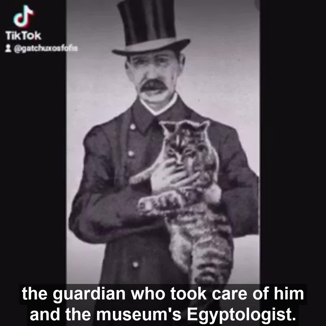 O gato vigilante do Museu Britânico (The British Museum's Vigilante Cat)