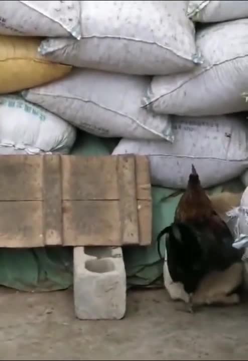 Chicken VS Dog Funny Fight_01