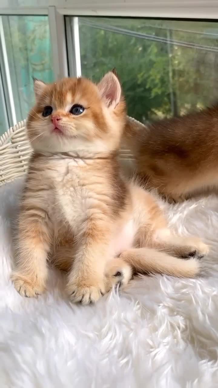 Meow meow | cute kittens