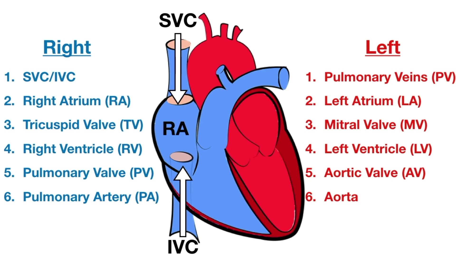 Blood Flow Through the Heart [Made Easy] - Cardiac Circulation Animation