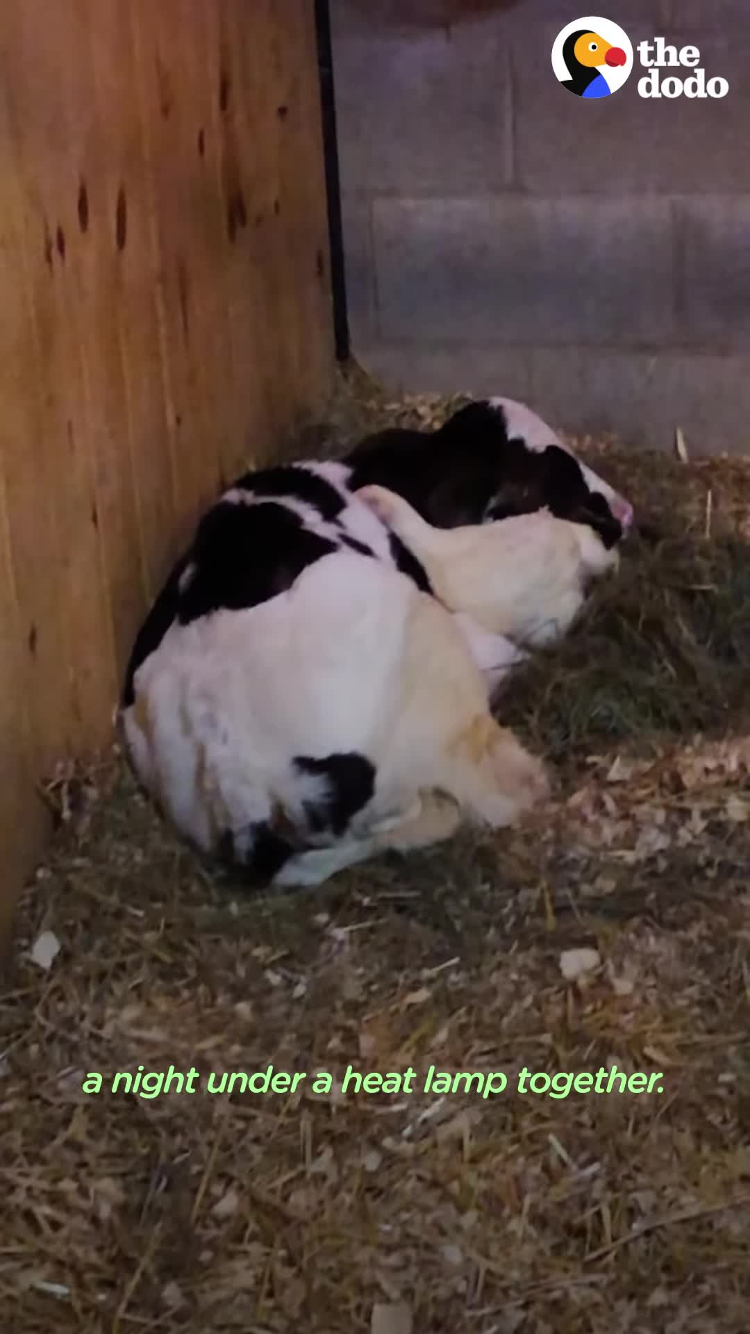 Baby cow who grew up alone didn't know how to make friends