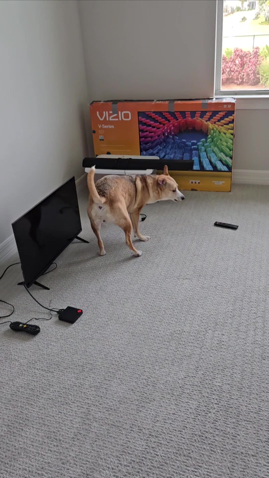 Giving Our Dog a Tour of Her New Home