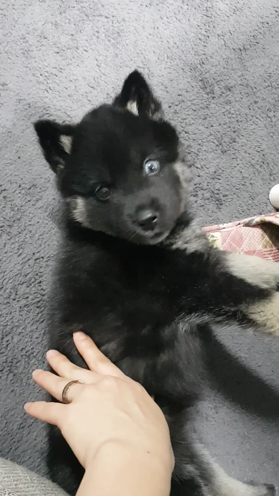 BANDAL (husky X jindo mixed)
