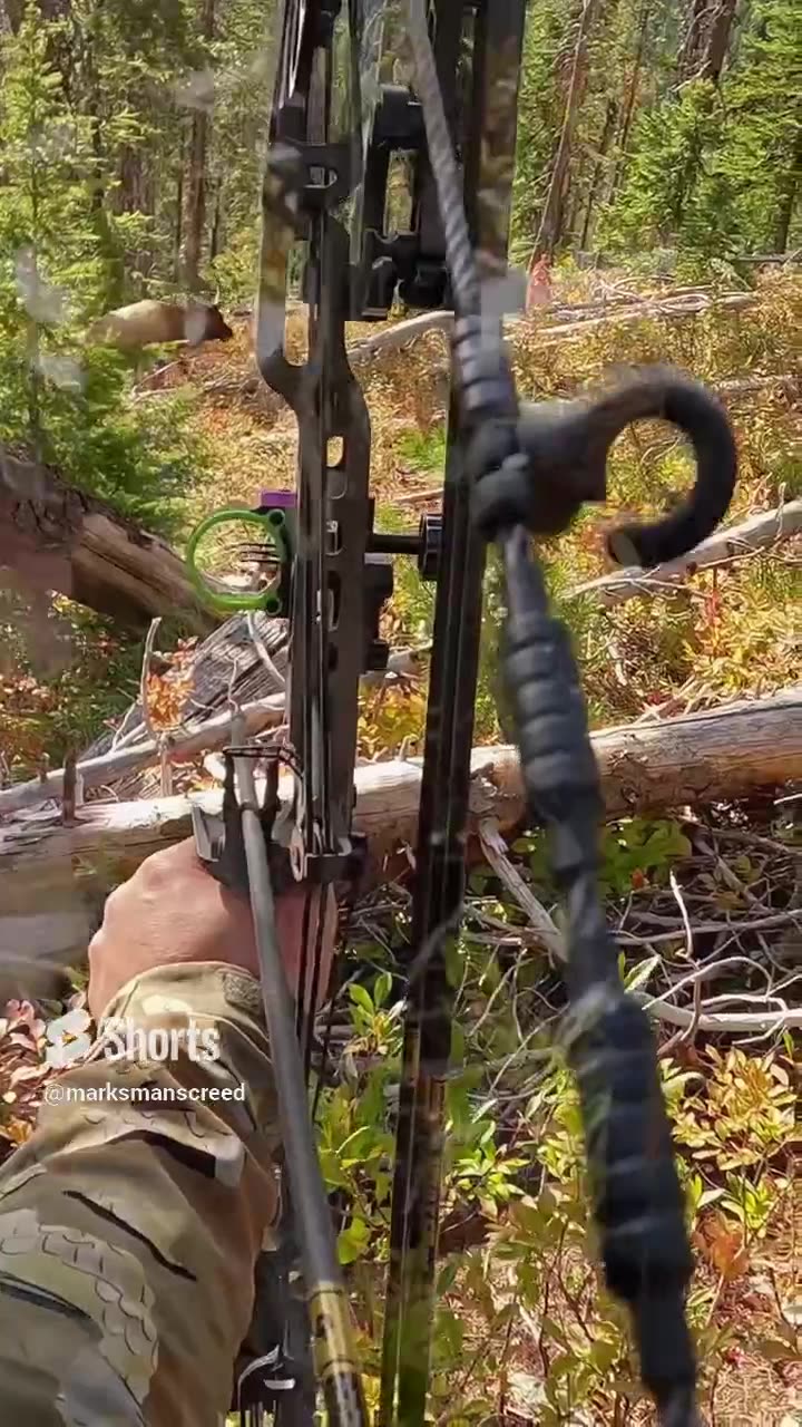 Archery Elk Hunting - Slayer Enchantress - Marksman’s Creed #elkhunting ...