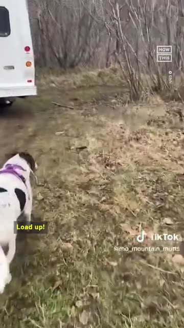 Alaskan Dog Training Company Goes Viral for Their 'Doggie Bus'