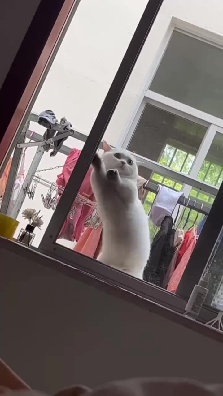 Hilarious Cat Fails That Will Make Your Day