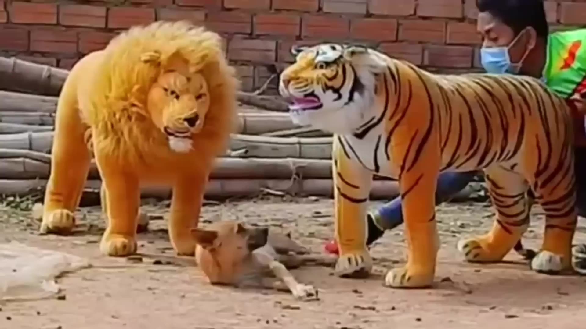 roll Prank Dog Funny & fake Lion and Fake Tiger Prank To dog & Huge Box ...