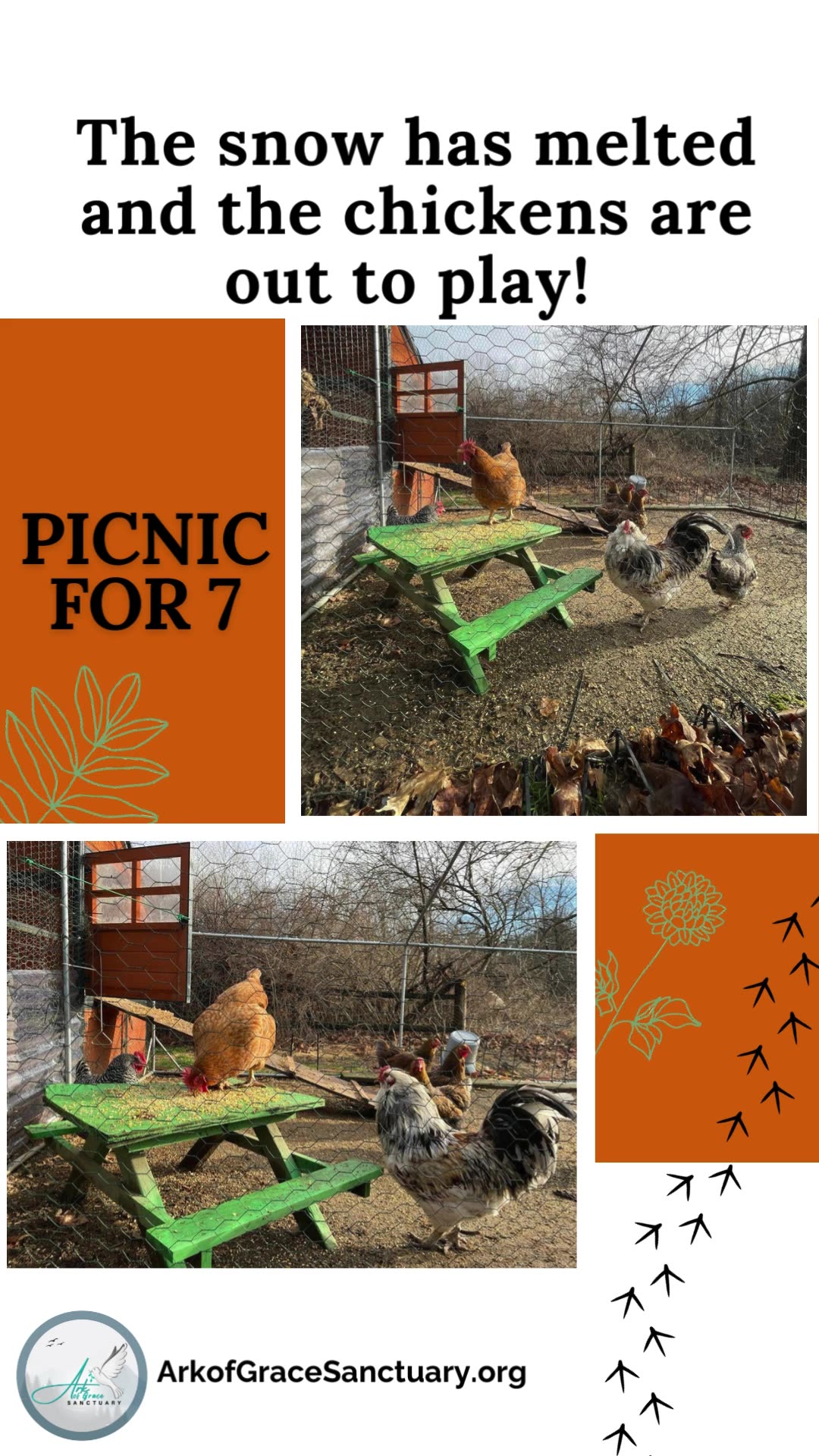 Picnic for 7 Chickens