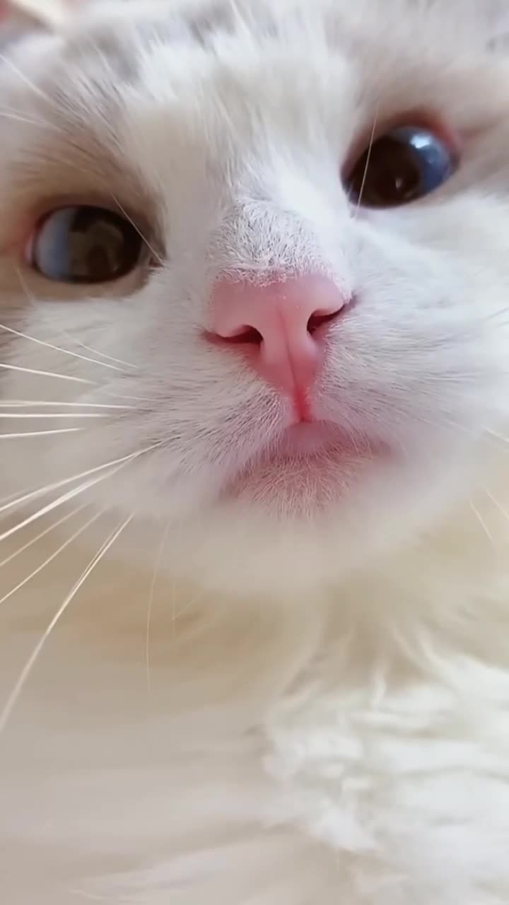 Little cat meme & cute smile (tiktok video)
