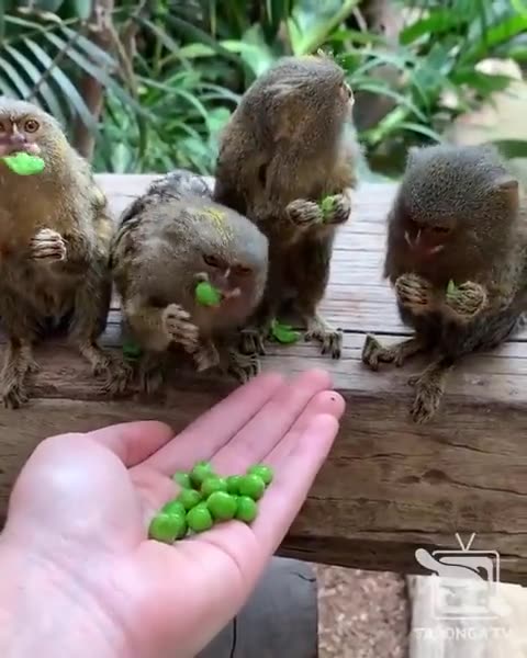 PYGMY MARMOSETS ARE THE SMALLEST MONKEYS IN THE WORLD~AVERAGE WEIGHT OF ...