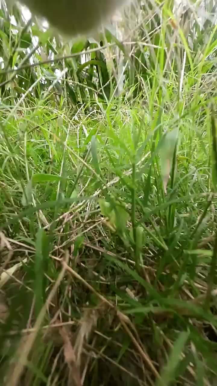 Cat Fight Dash Cam Footages