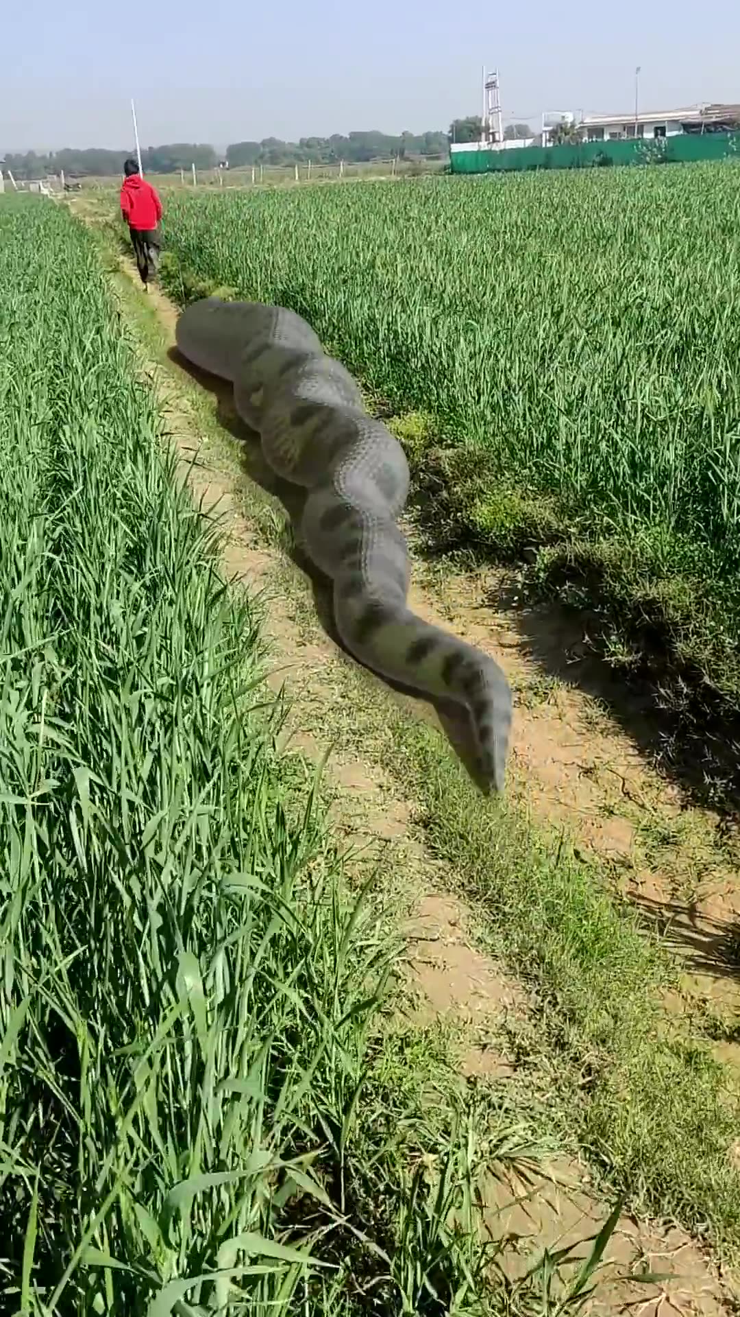 Anaconda Snake Chasing Boy video 🐍 #Shorts