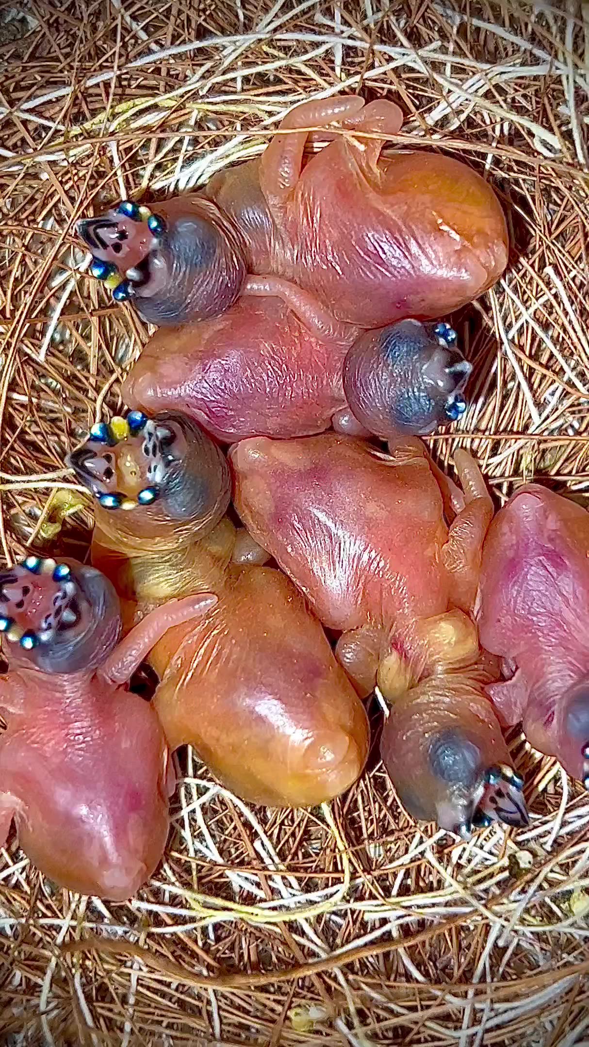 😱Breathtaking look of baby gouldian finch chicks