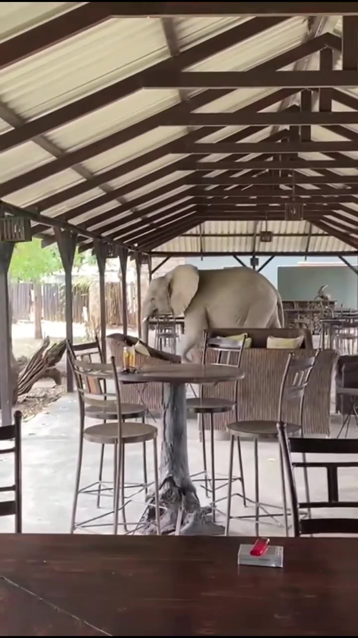 Elephants casually walk right through the middle of restaurant