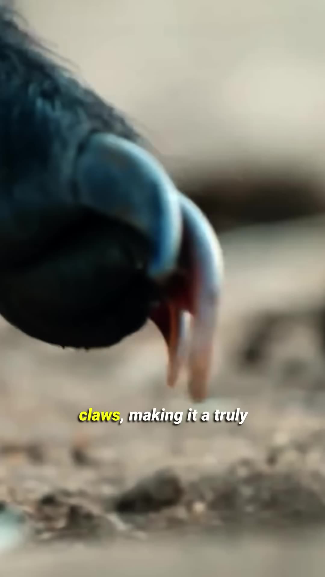 Maybe The Most Fearless Animal You've Never Heard Of!