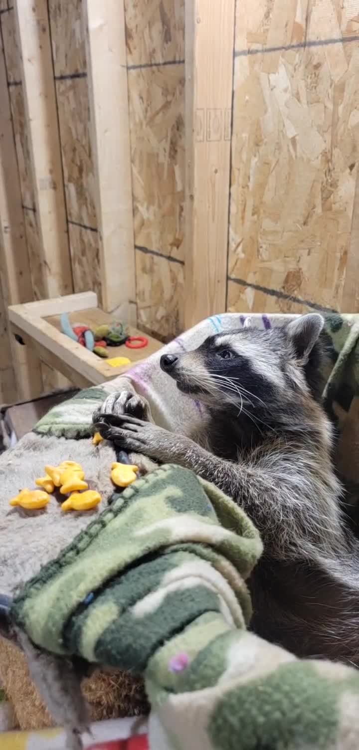 Raccoon Snacks on Goldfish Crackers