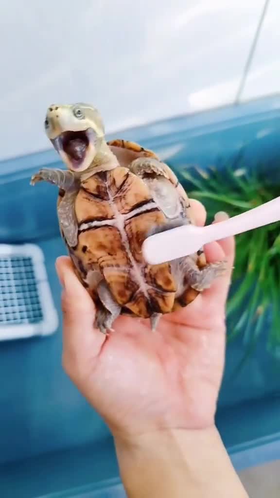 FUNNIEST TURTLES - Cute And Funny Turtle / Tortoise Videos 🐢