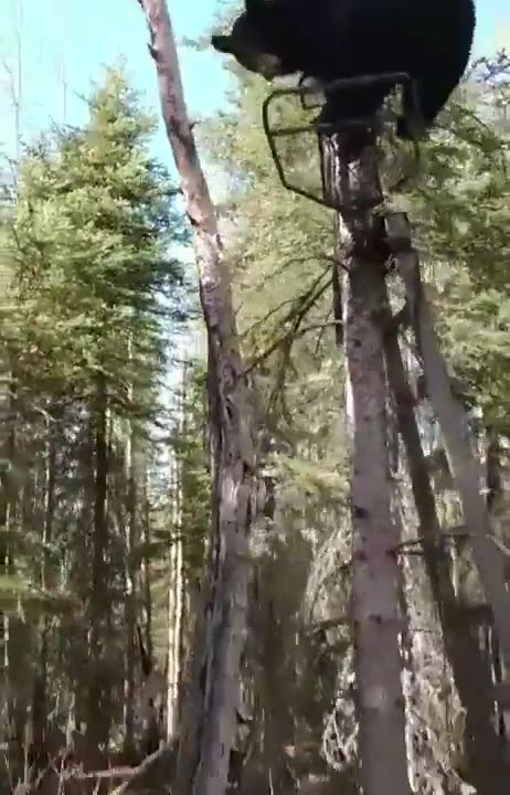 Bear Follows Instructions And Leaves