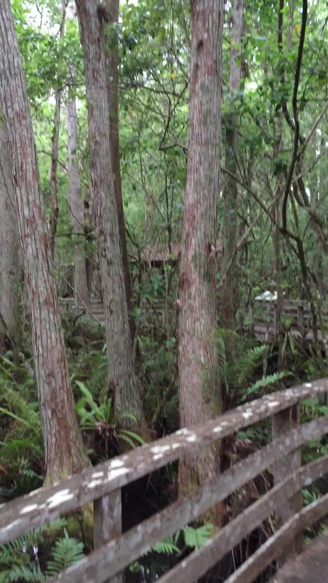 Florida Panther at Corkscrew Swamp