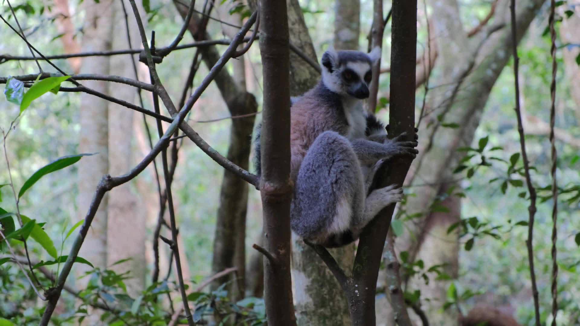 Wild Primates Resting on Trees