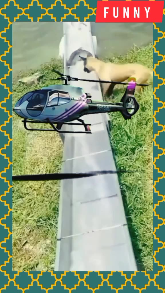 Helicopter and Dogs funny moments part 4 🐕‍🦺🚁😎😱 #viralshorts