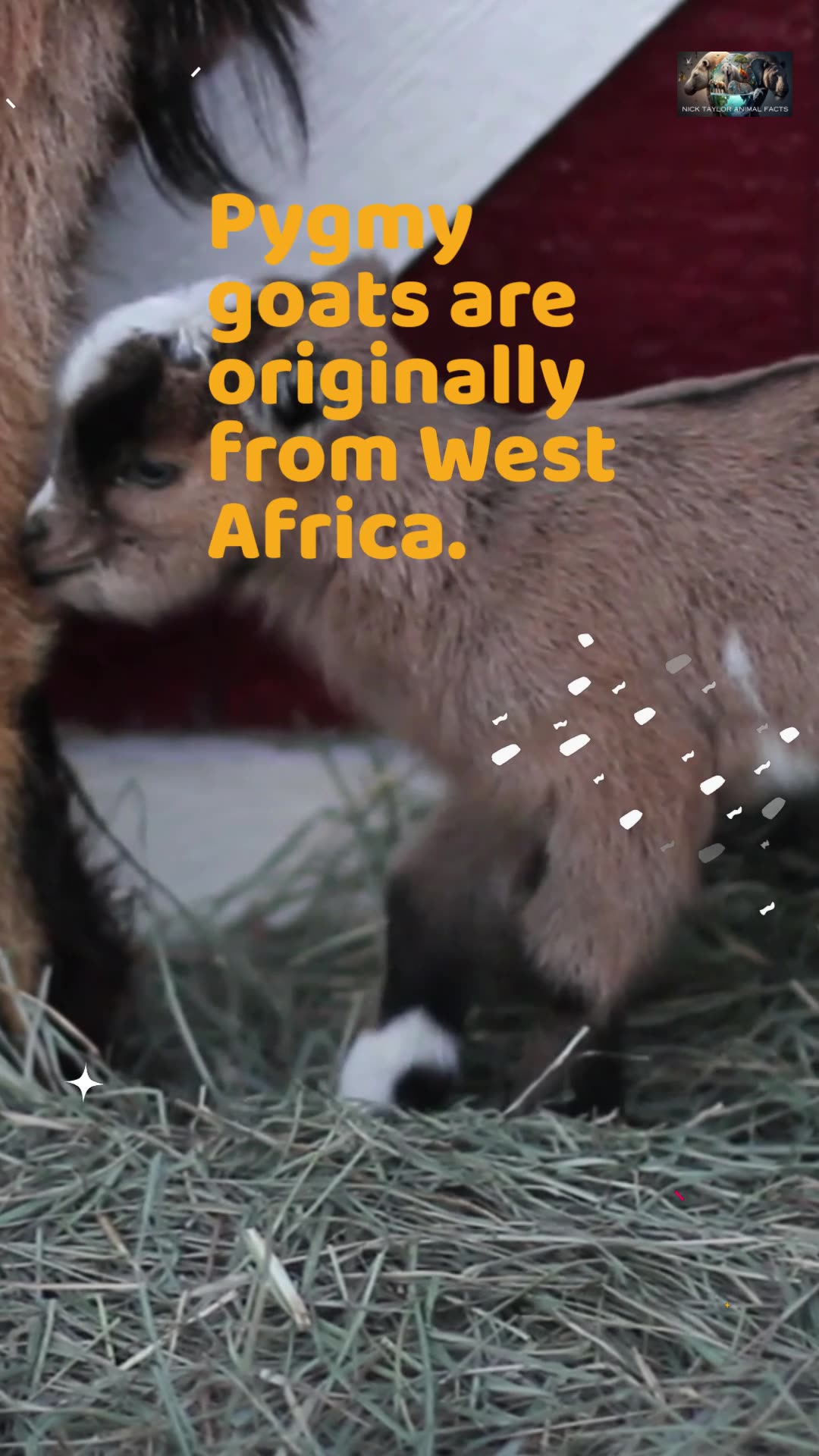 Pygmy Goat Facts