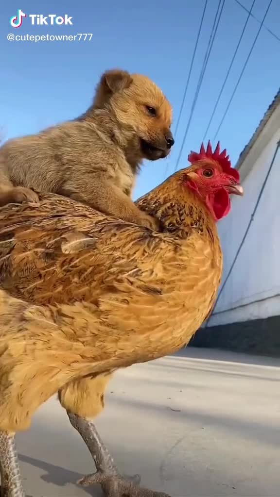 Hen and dog compassion
