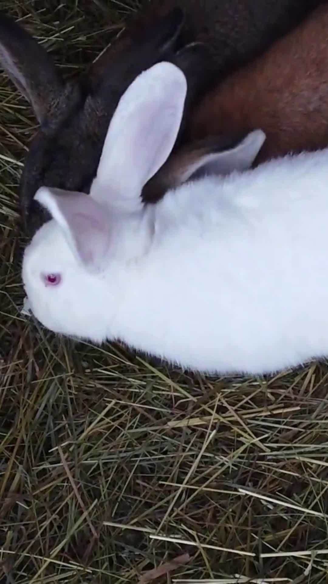 Cute Rabbits