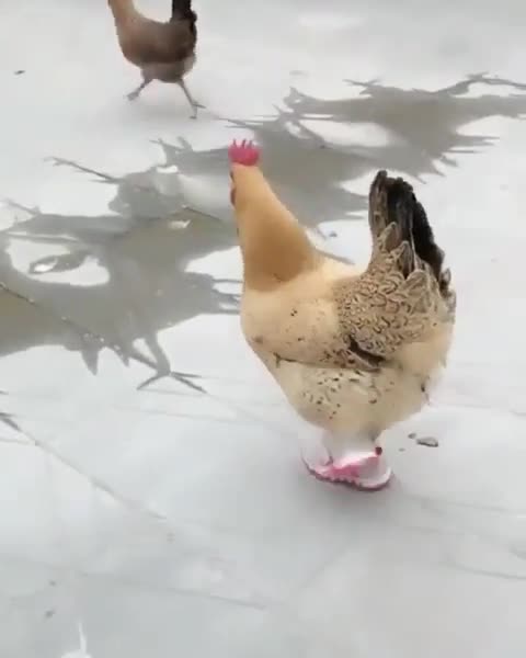 Chicken Wearing Shoes
