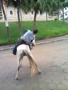 Caballos loco
