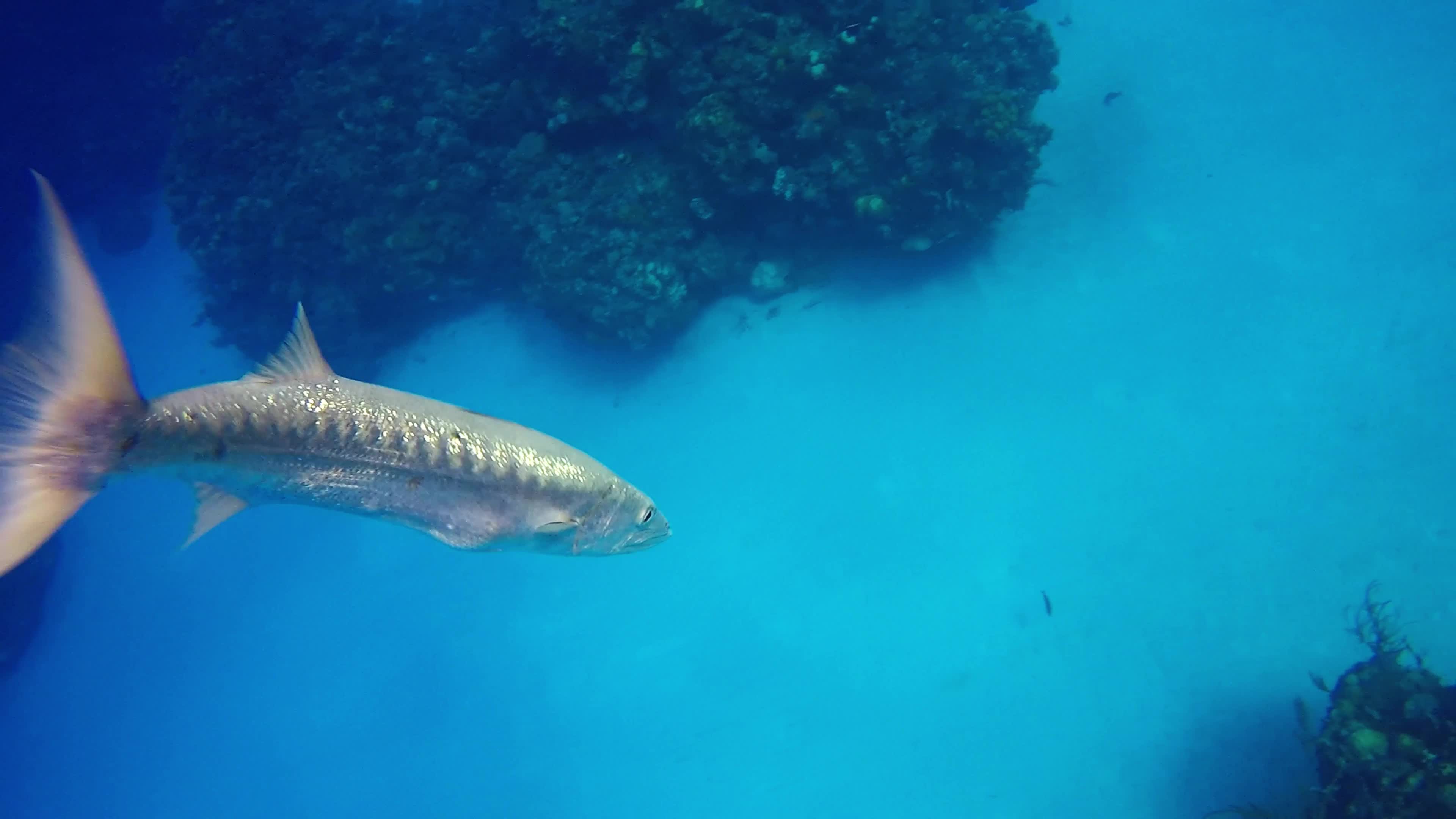 Giant Barracuda Goes Into Attack Mode With Torpedo Speed