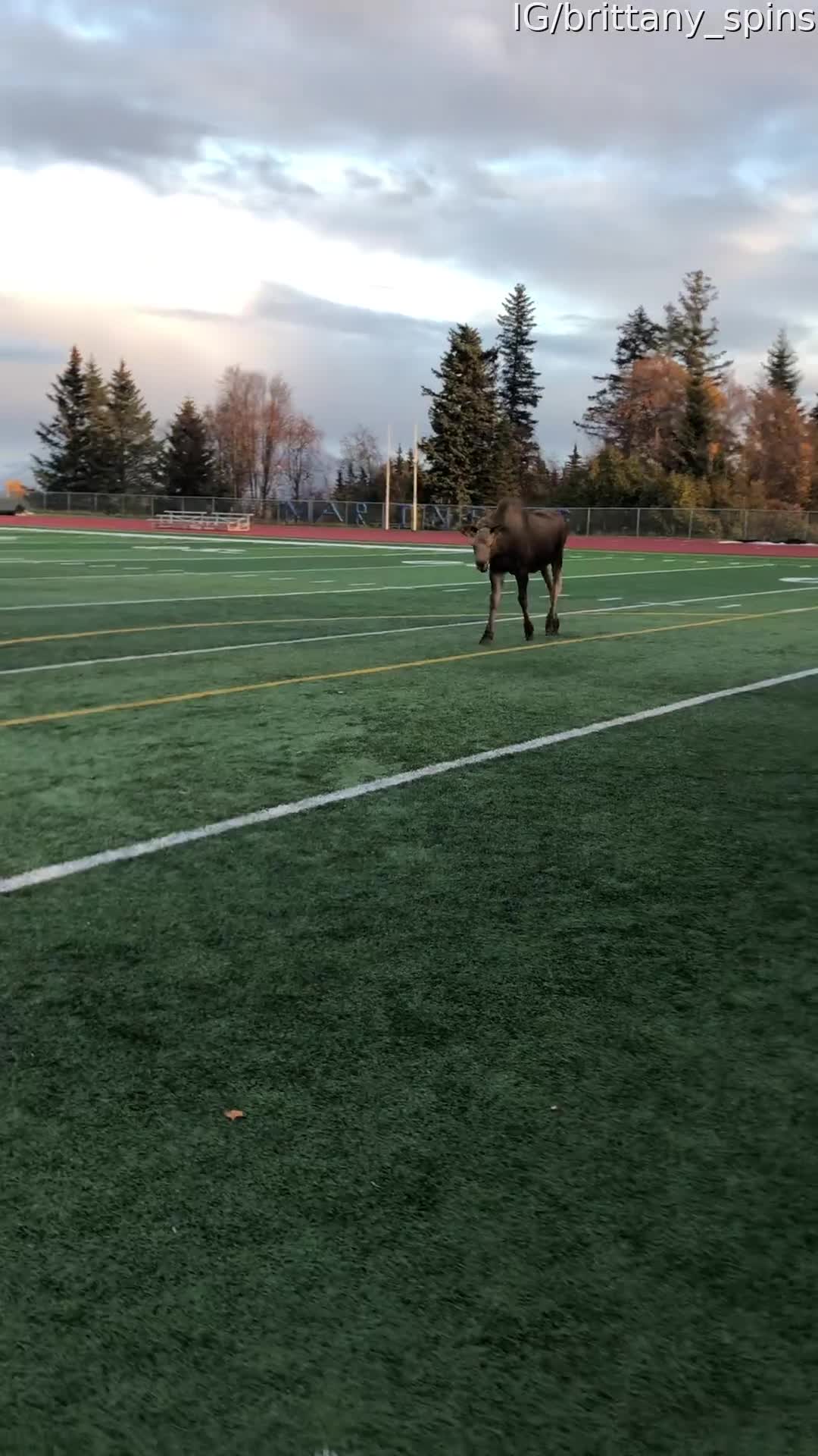 Moose Shows Off Soccer Skills