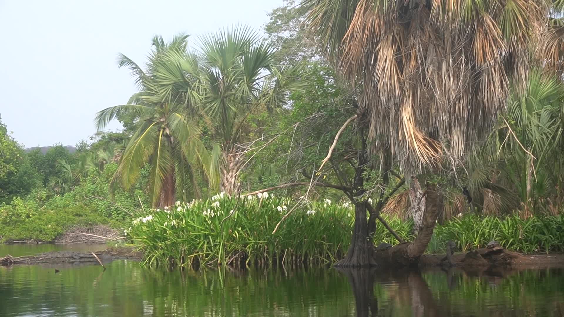 MEXICO SWAMP TOUR