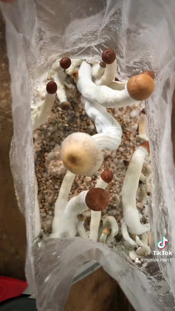 McKennaii Mushroom (Psilocybe Cubensis)