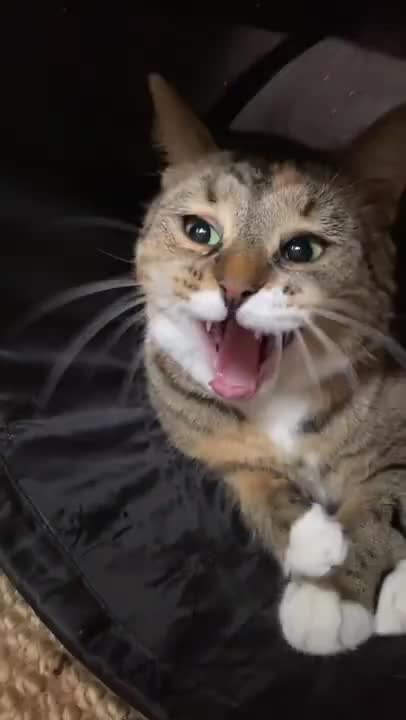 The Savitsky Cats: Super Trained Cats Perform Exciting Routine ...