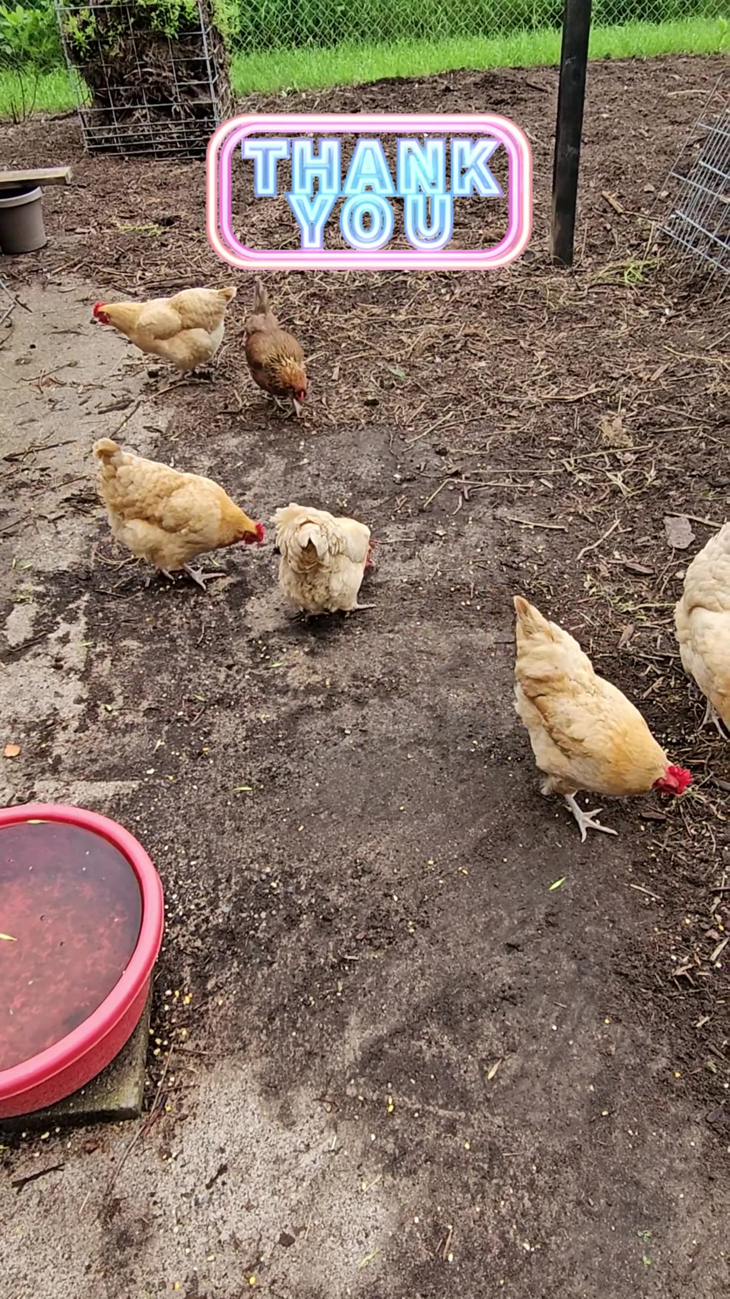 OMC! Homemade bread is an exciting & tasty treat! #chickens #treat #tasty #shorts #backyardchickens