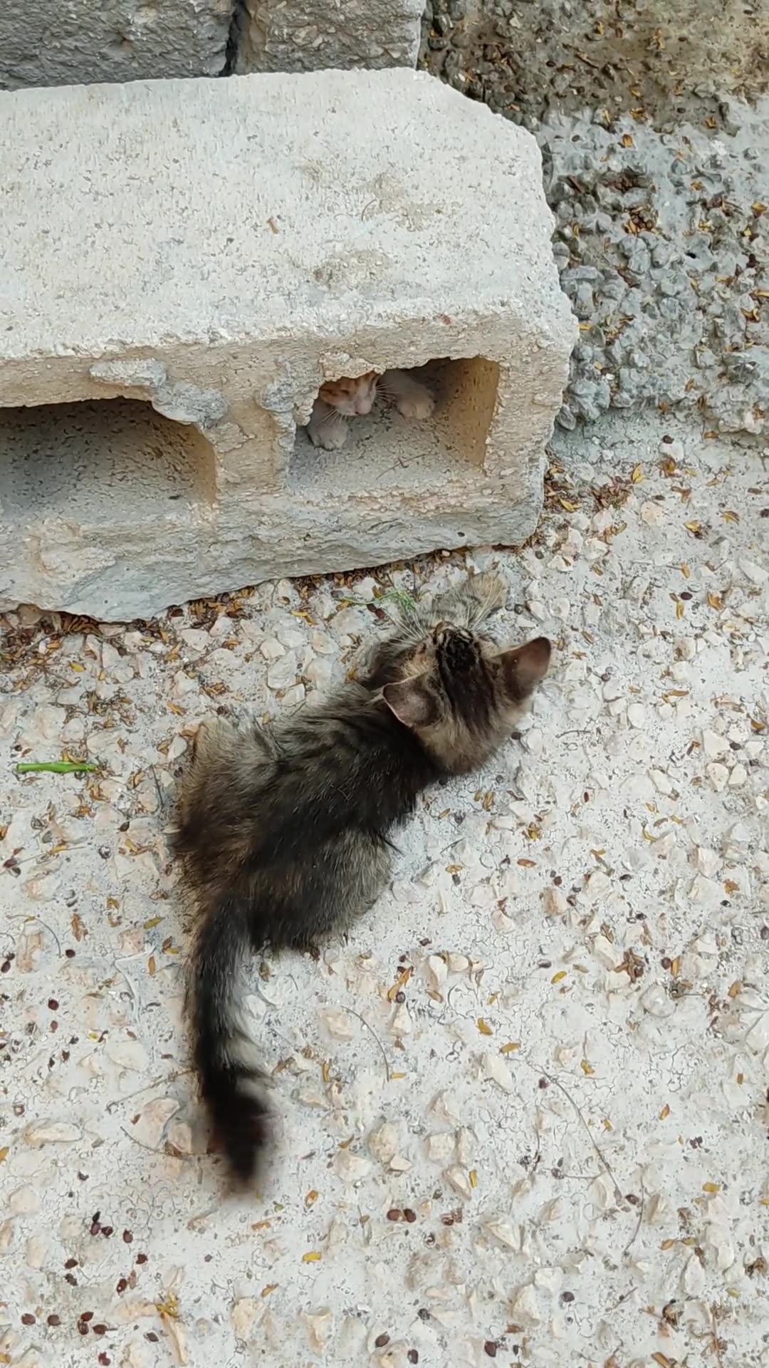 Two Kittens Playing Near A Hollow Block 🐱🐱🏗️