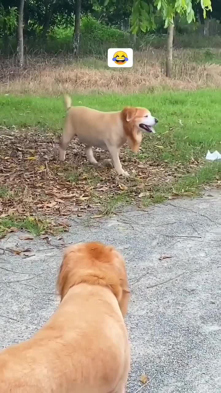 Made the dog a fun animal like a lion And all the knees were laughing 🤣😂