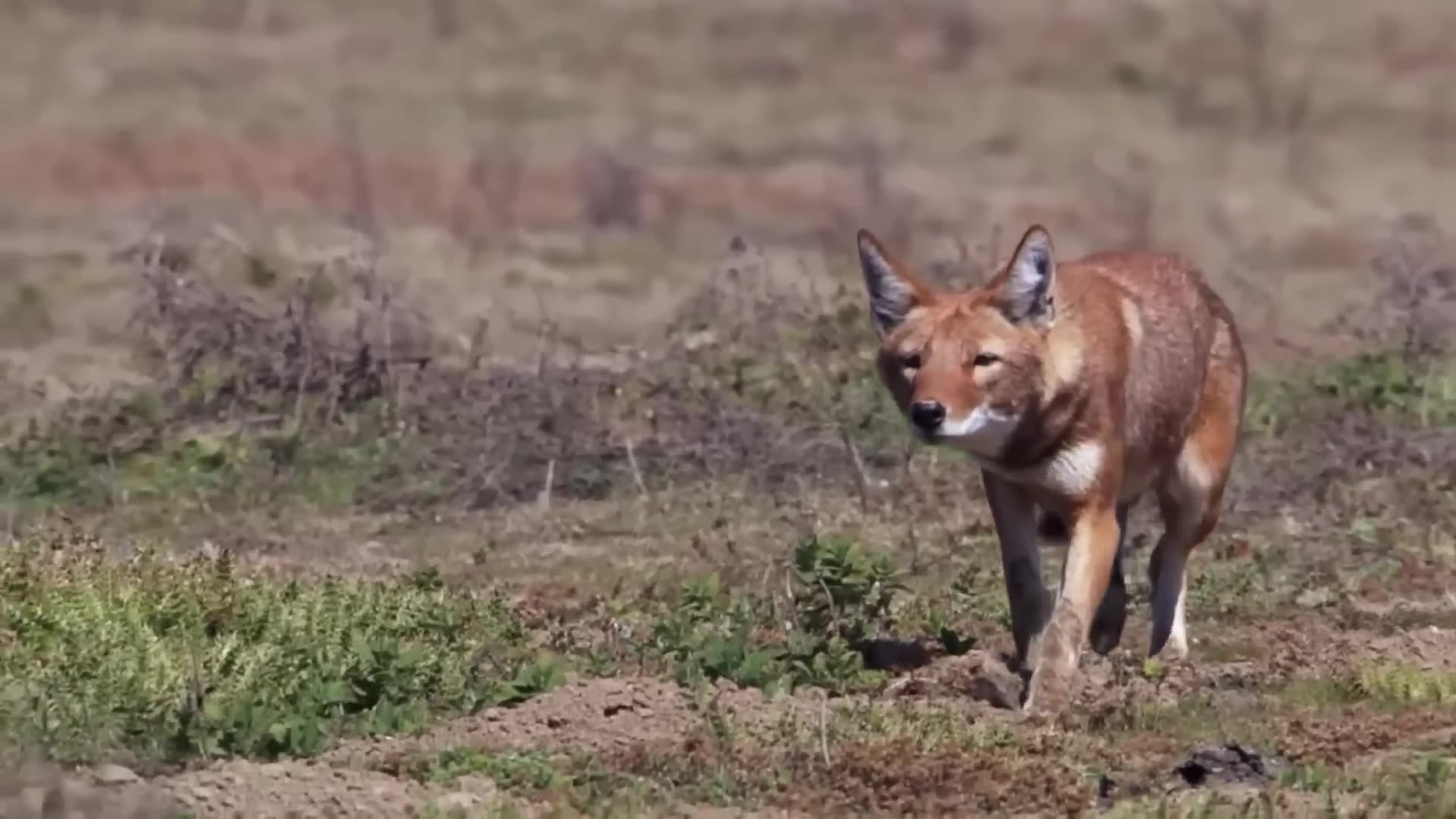 Largest Wolf Pack Ever Recorded – What Are They Hunting?