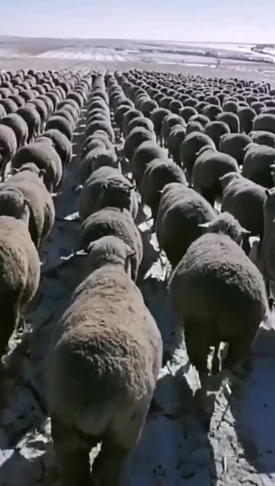 sheep walking in a straight line
