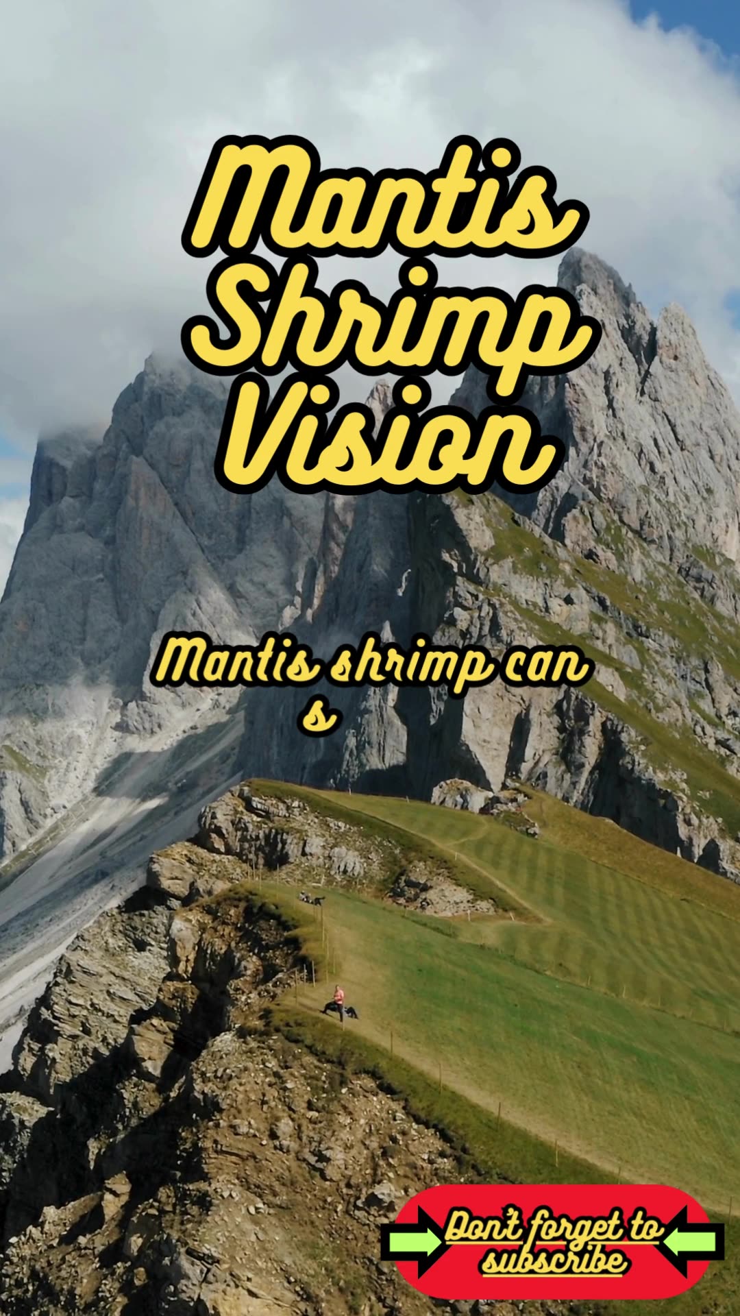 Animal Facts Mantis Shrimp Vision #shorts