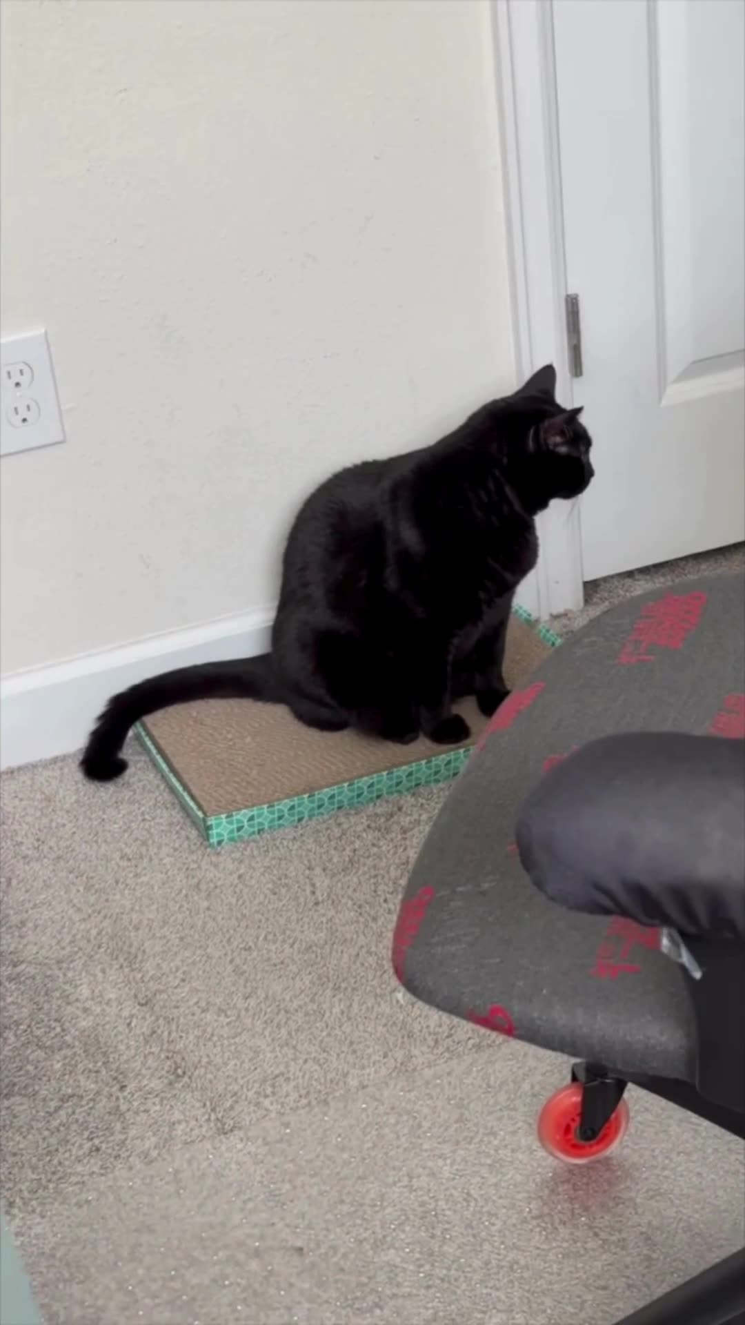 Cute Precious Piper Surveys Office Work from Her Tuffet - Adopting a ...