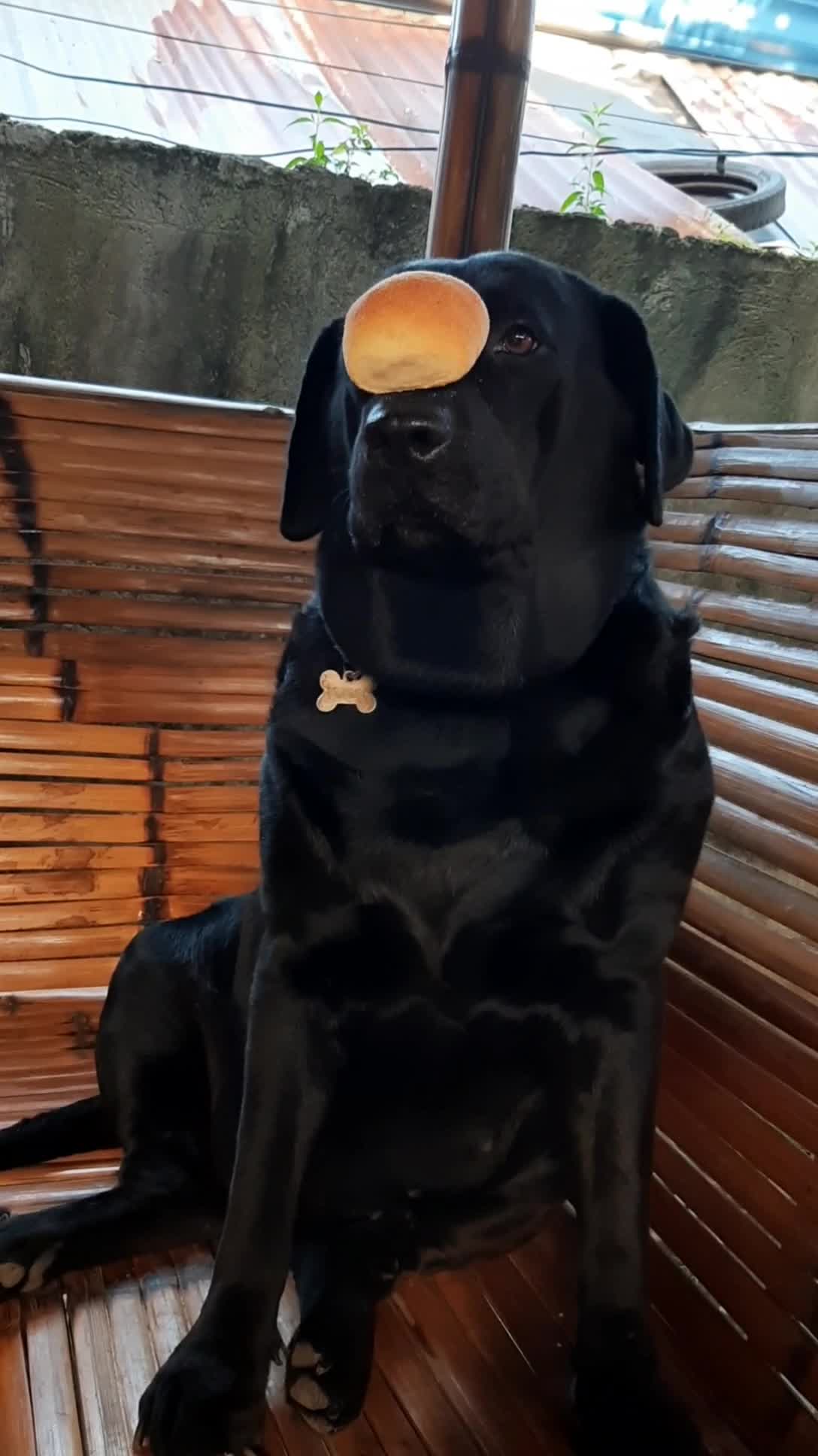 Patient Labrador Retriever Skillfully Balances Bread