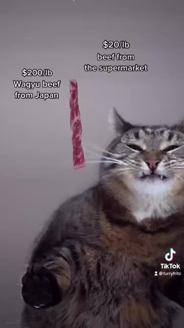 Spoiling her Cat with most expensive BEEF WAGYU | Reaction