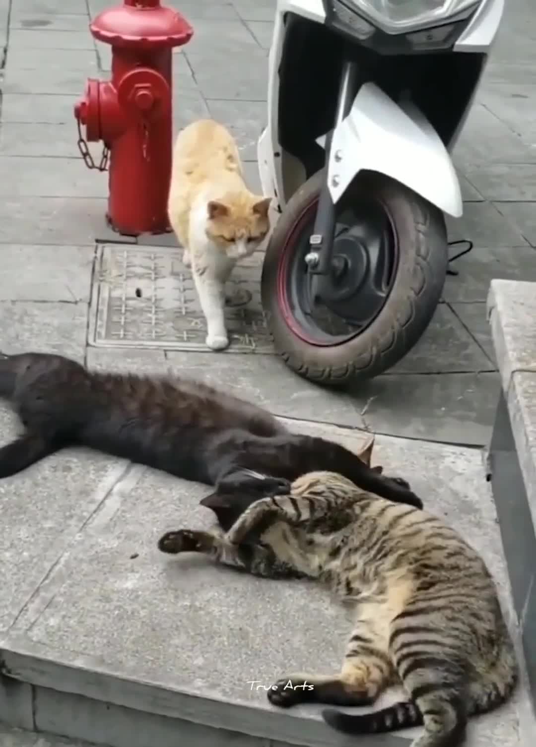 Funny Cats