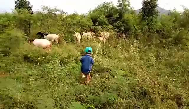 Goat farm_Boss baby with his goats