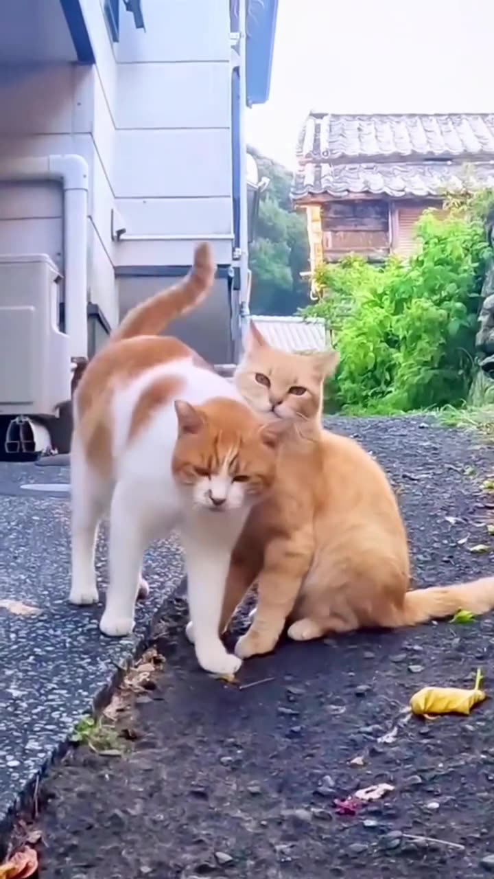Cute Cats