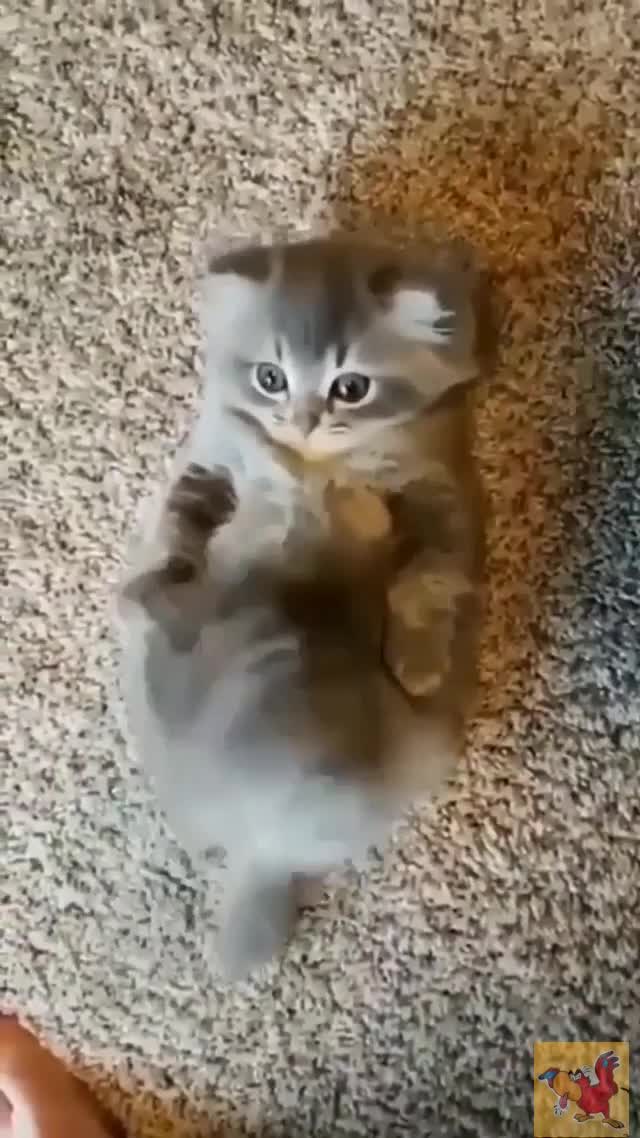 Kitten wants to be the rabbit